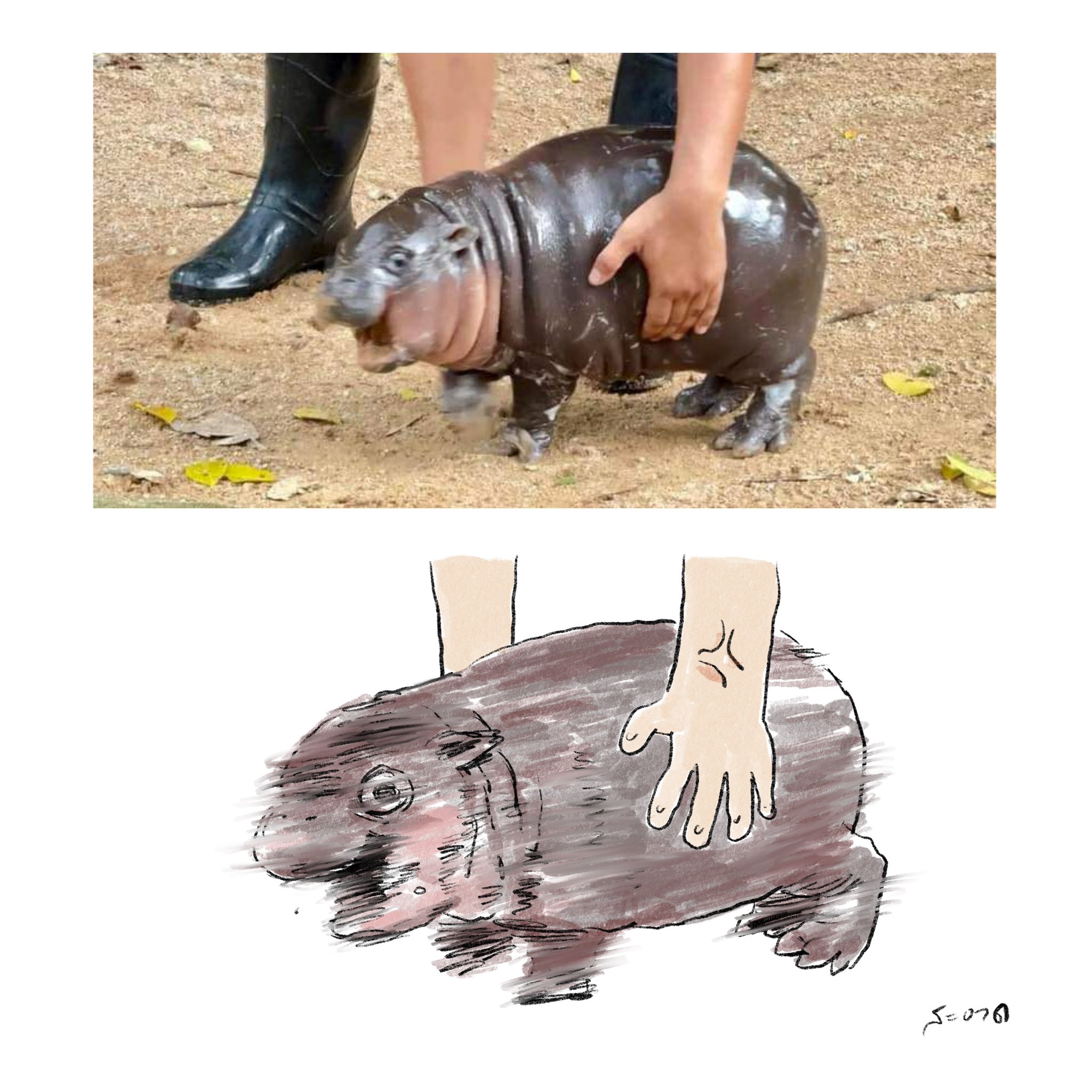 Sa Ard Moo Deng Real Life Highres Photo Referenced Anger Vein